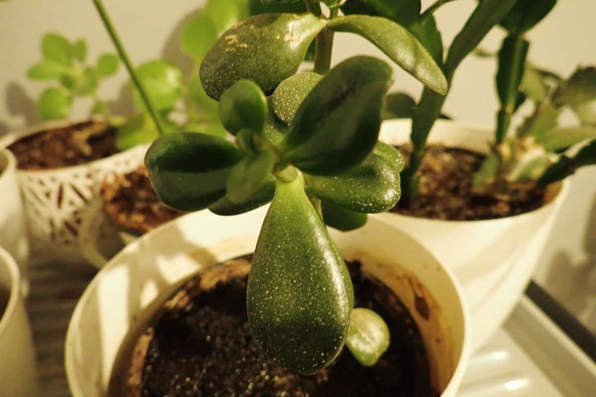 Black Spots on Jade Plant Leaves: Symptoms, Causes, & Fixes – TheGrowingLeaf