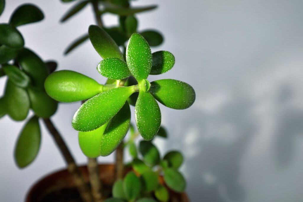 Red Edges on Jade Plant Leaves: Symptoms, Causes, and Fixes ...
