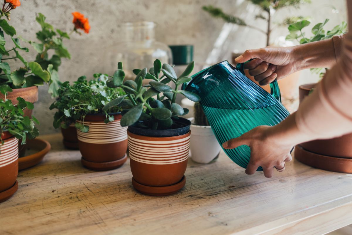 When and How to Fertilize Jade Plants – TheGrowingLeaf