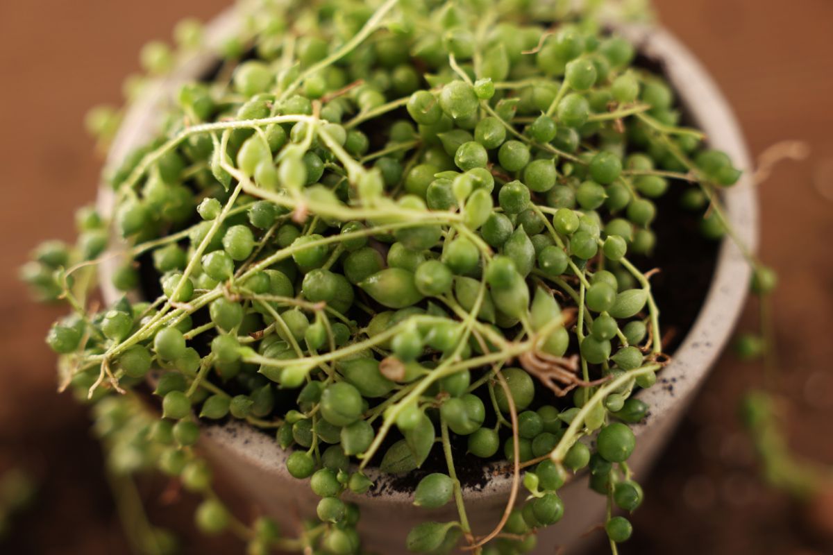 How to Plant, Grow, and Care for String of Pearls – TheGrowingLeaf