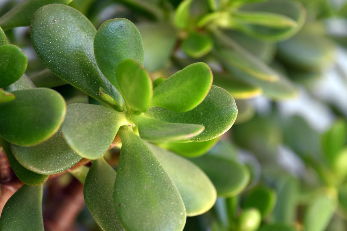 Light Requirements for Jade Plants Explained – TheGrowingLeaf