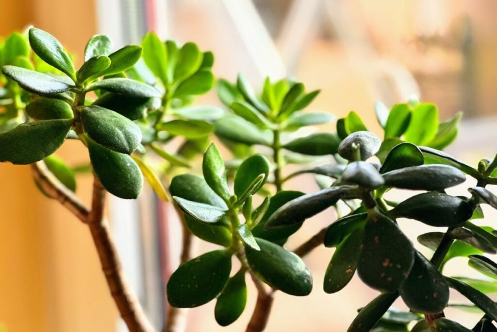 Jade Plant Flowers: Blooming, Ideal Conditions, Care Tips – thegrowingleaf