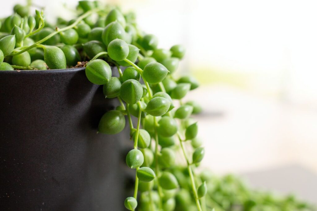 How to Plant, Grow, and Care for String of Pearls – TheGrowingLeaf