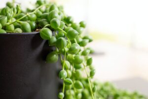 How to Plant, Grow, and Care for String of Pearls – TheGrowingLeaf