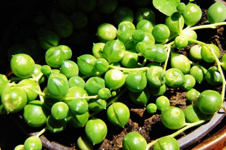How to Plant, Grow, and Care for String of Pearls – TheGrowingLeaf