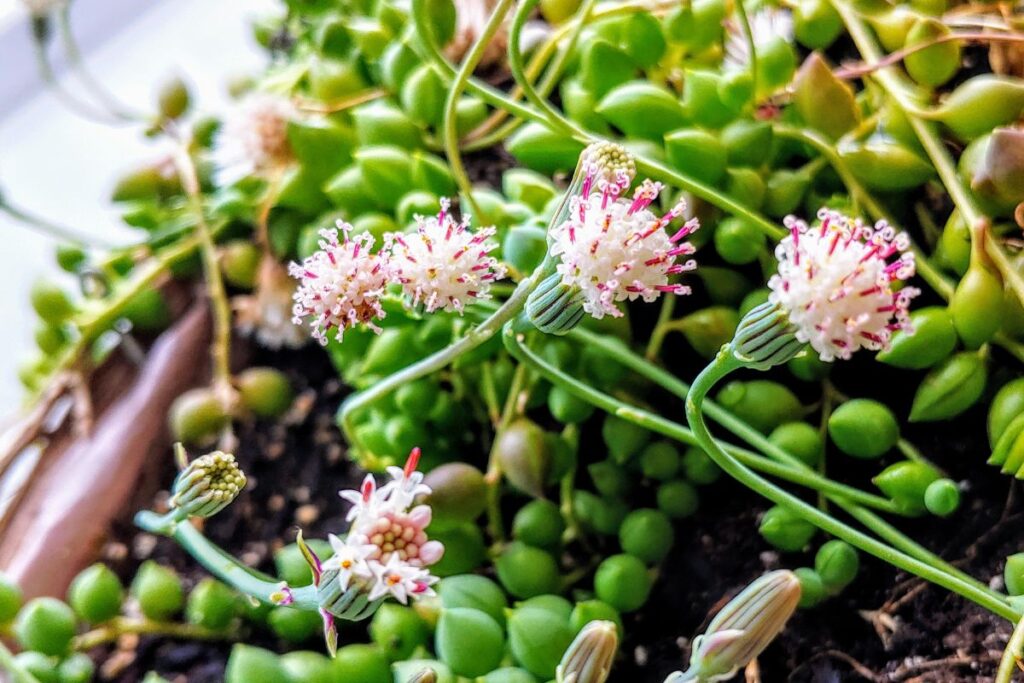 How to Plant, Grow, and Care for String of Pearls – TheGrowingLeaf