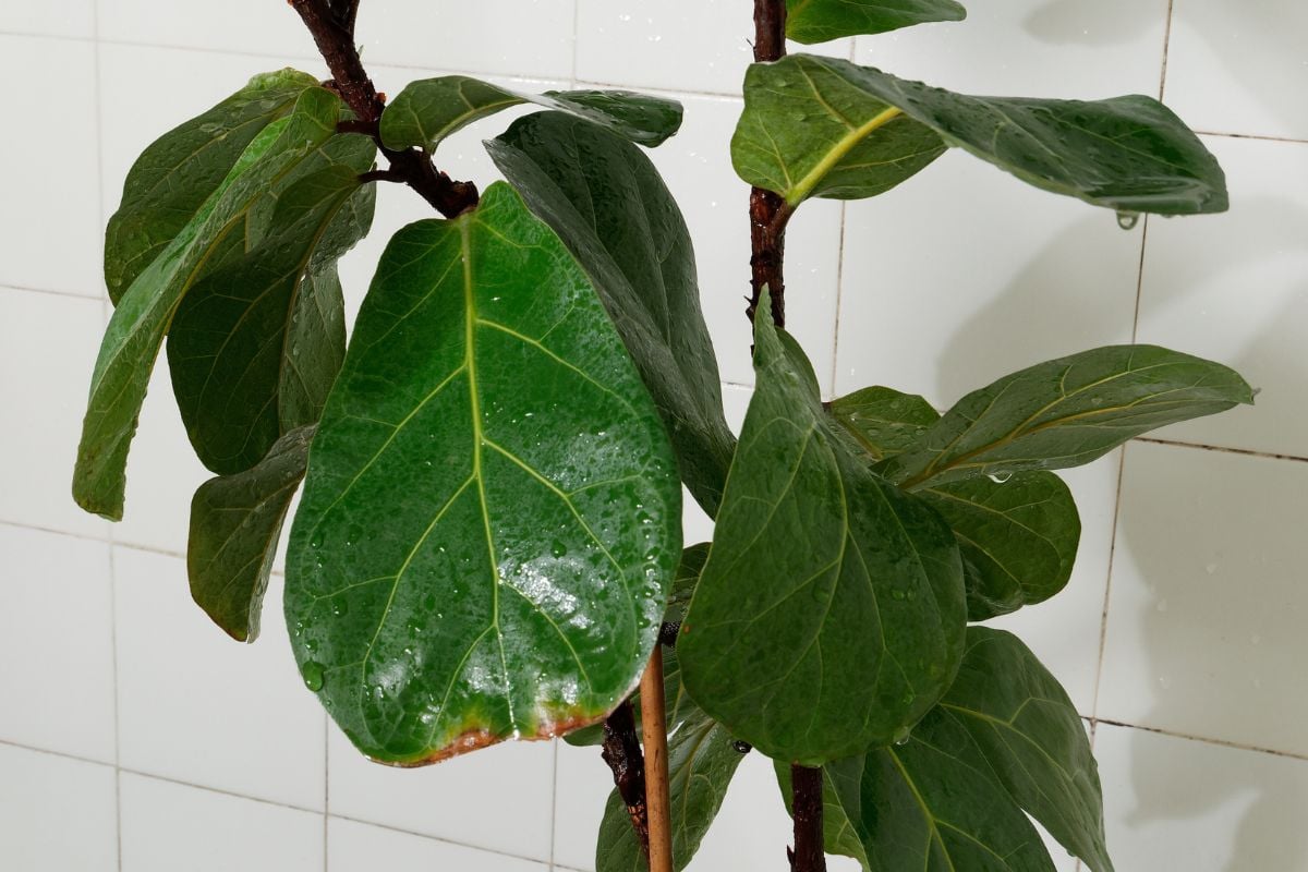 Fiddle Leaf Fig Dropping Leaves: Symptoms, Causes, & Fixes – TheGrowingLeaf