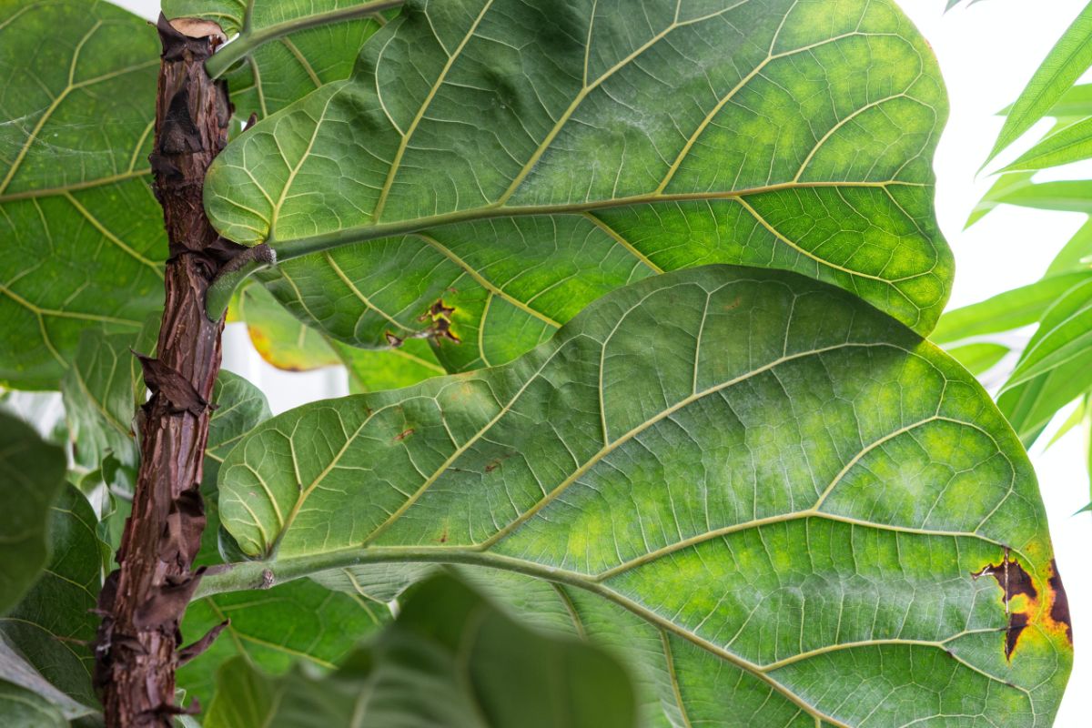 15 Common Problems With Fiddle Leaf Figs (and How to Fix Them ...