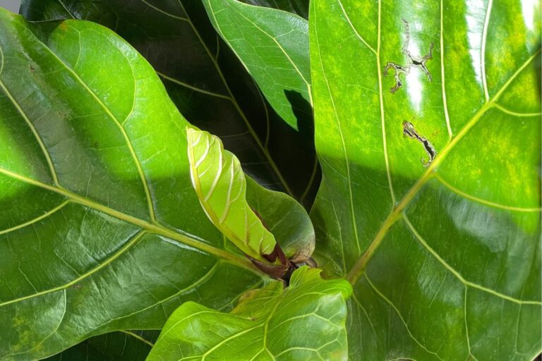 15 Common Problems With Fiddle Leaf Figs (and How to Fix Them ...