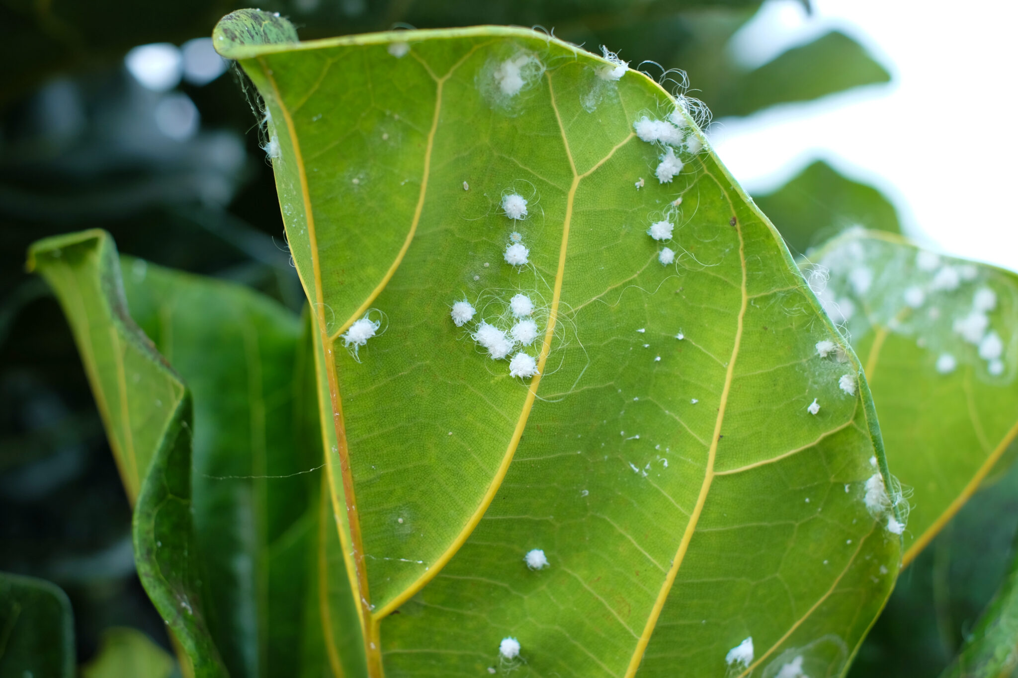 Identifying Mealybugs on Houseplants, & How to Treat Them – TheGrowingLeaf
