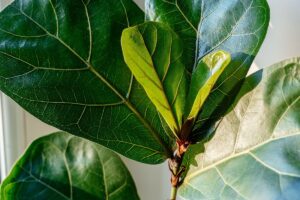 15 Common Problems With Fiddle Leaf Figs (and How to Fix Them) – TheGrowingLeaf