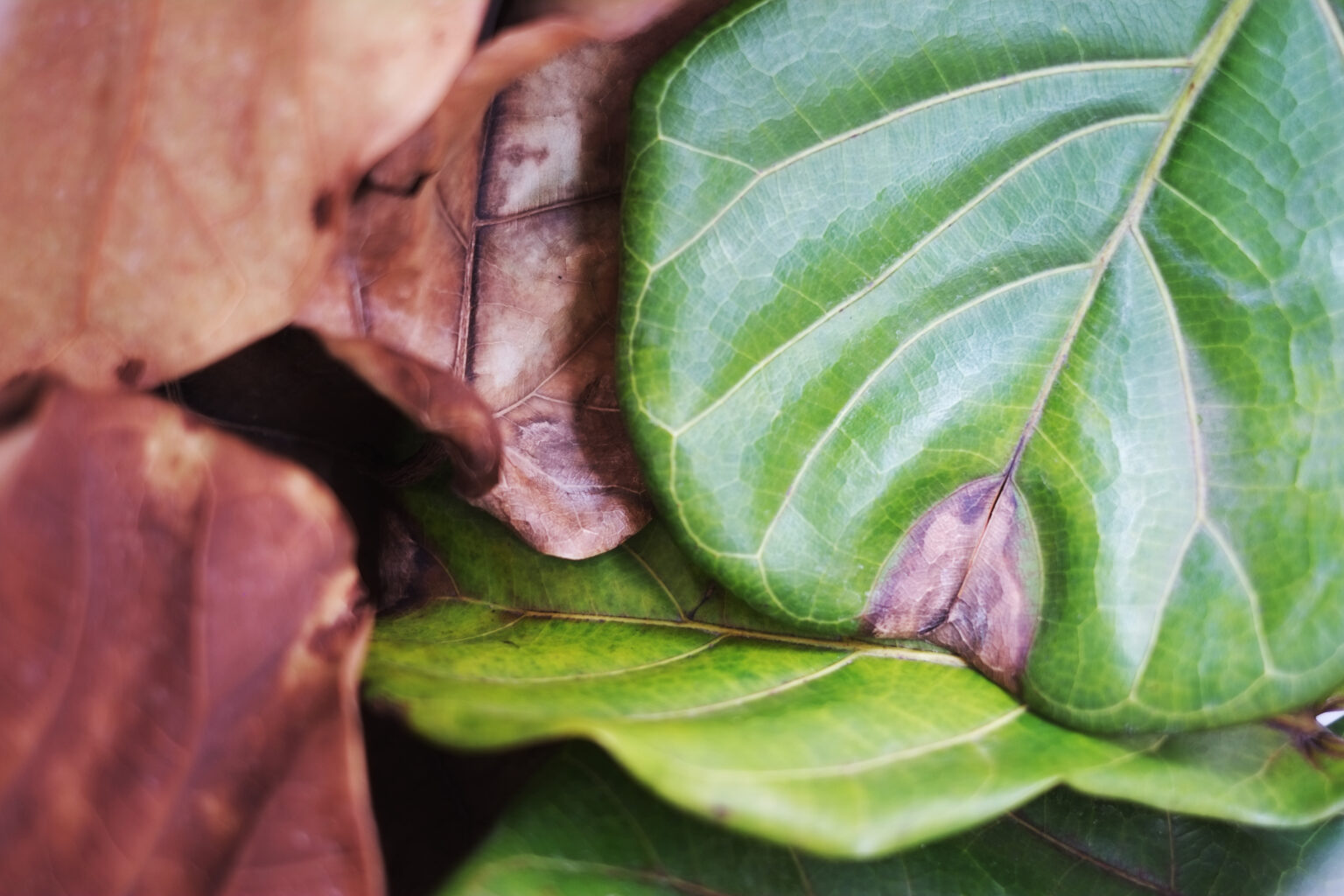 Fiddle Leaf Fig Dropping Leaves: Symptoms, Causes, & Fixes – TheGrowingLeaf