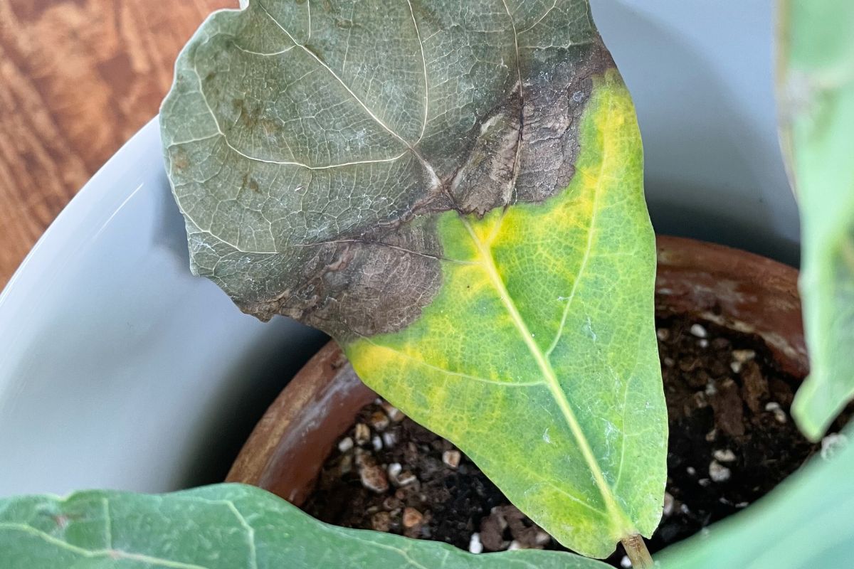 15 Common Problems With Fiddle Leaf Figs (and How to Fix Them ...