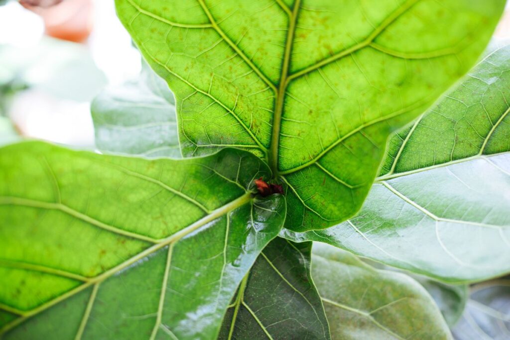 Red Spots on Fiddle Leaf Figs: Symptoms, Causes, & Fixes – TheGrowingLeaf