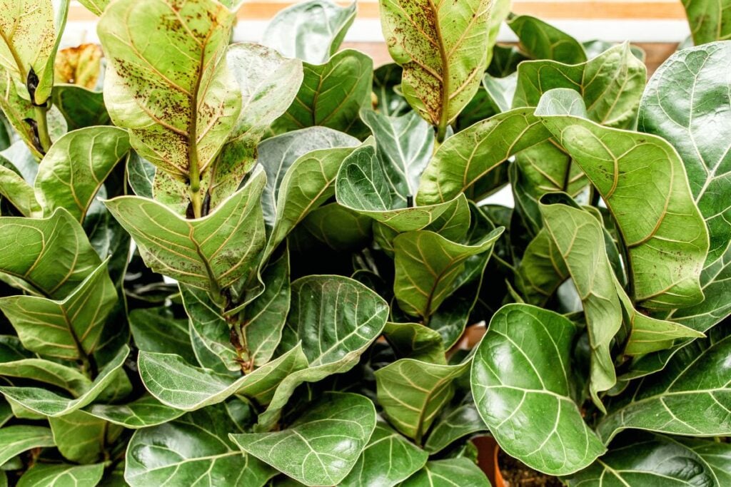 7 Common Pests Affecting Fiddle Leaf Figs: Signs & Treatment ...