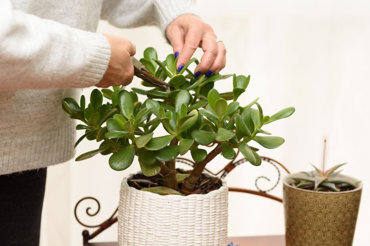 When and How to Prune Jade Plants – TheGrowingLeaf