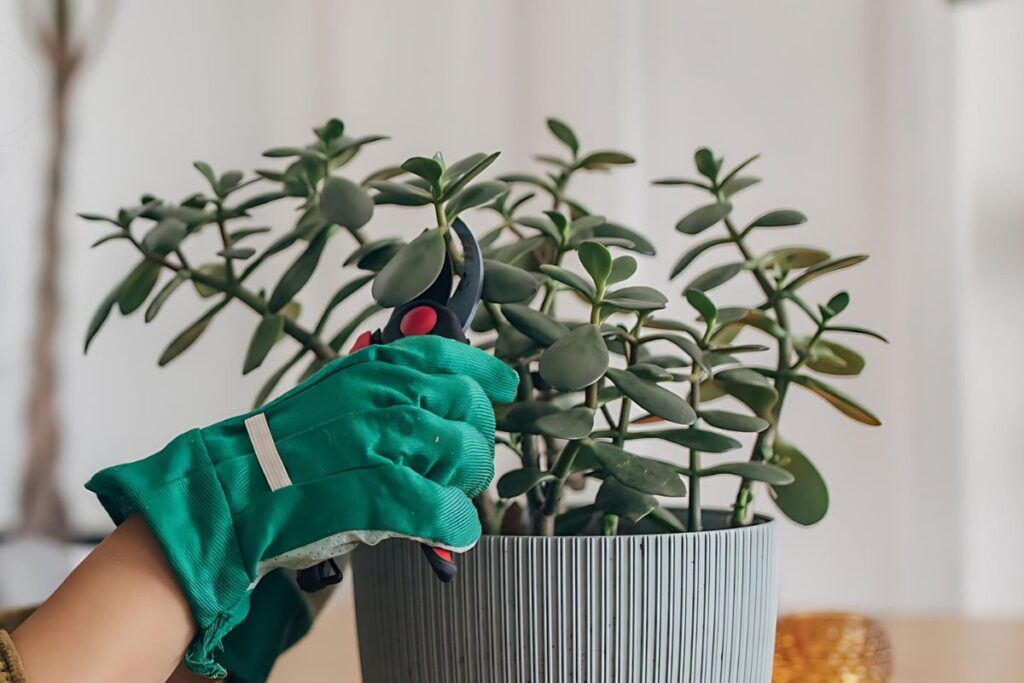 When and How to Prune Jade Plants – TheGrowingLeaf