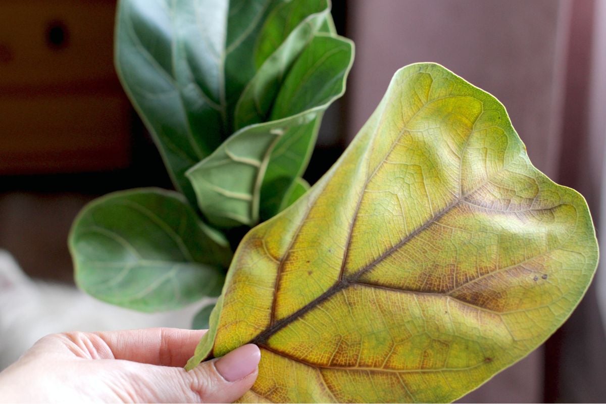Fiddle Leaf Fig Brown Leaf Edges: Symptoms, Causes & Fixes – thegrowingleaf