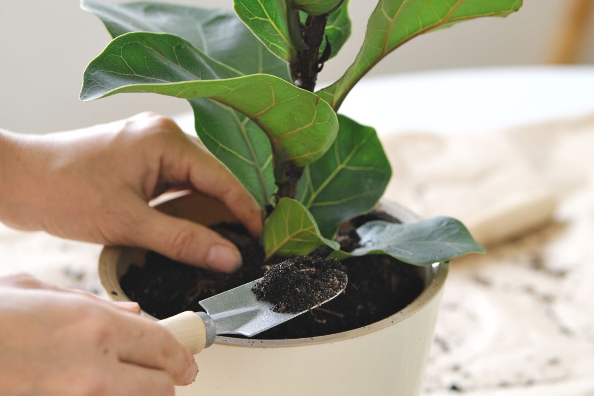 Root Rot in Fiddle Leaf Figs: Symptoms, Causes, and Fixes – TheGrowingLeaf
