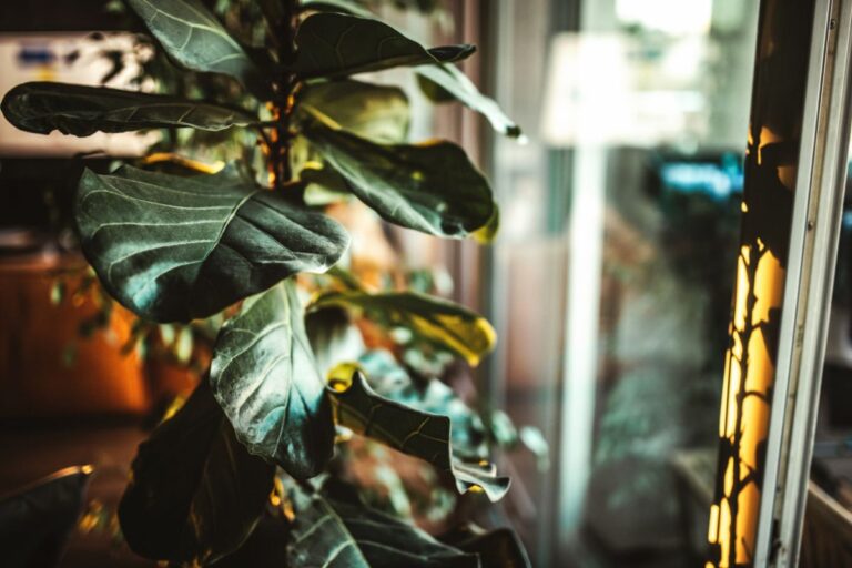 Light Requirements for Fiddle Leaf Figs Explained – TheGrowingLeaf