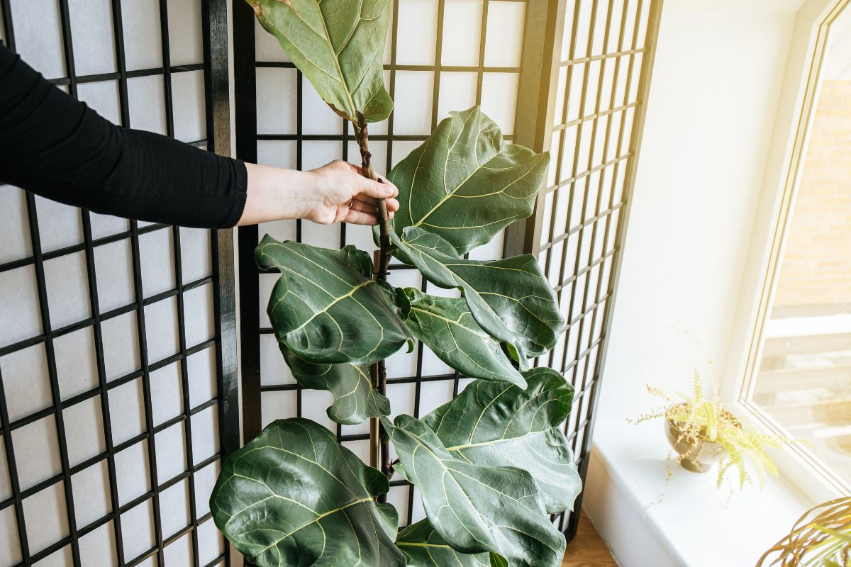 Temperature Requirements for Fiddle Leaf Figs Explained – TheGrowingLeaf