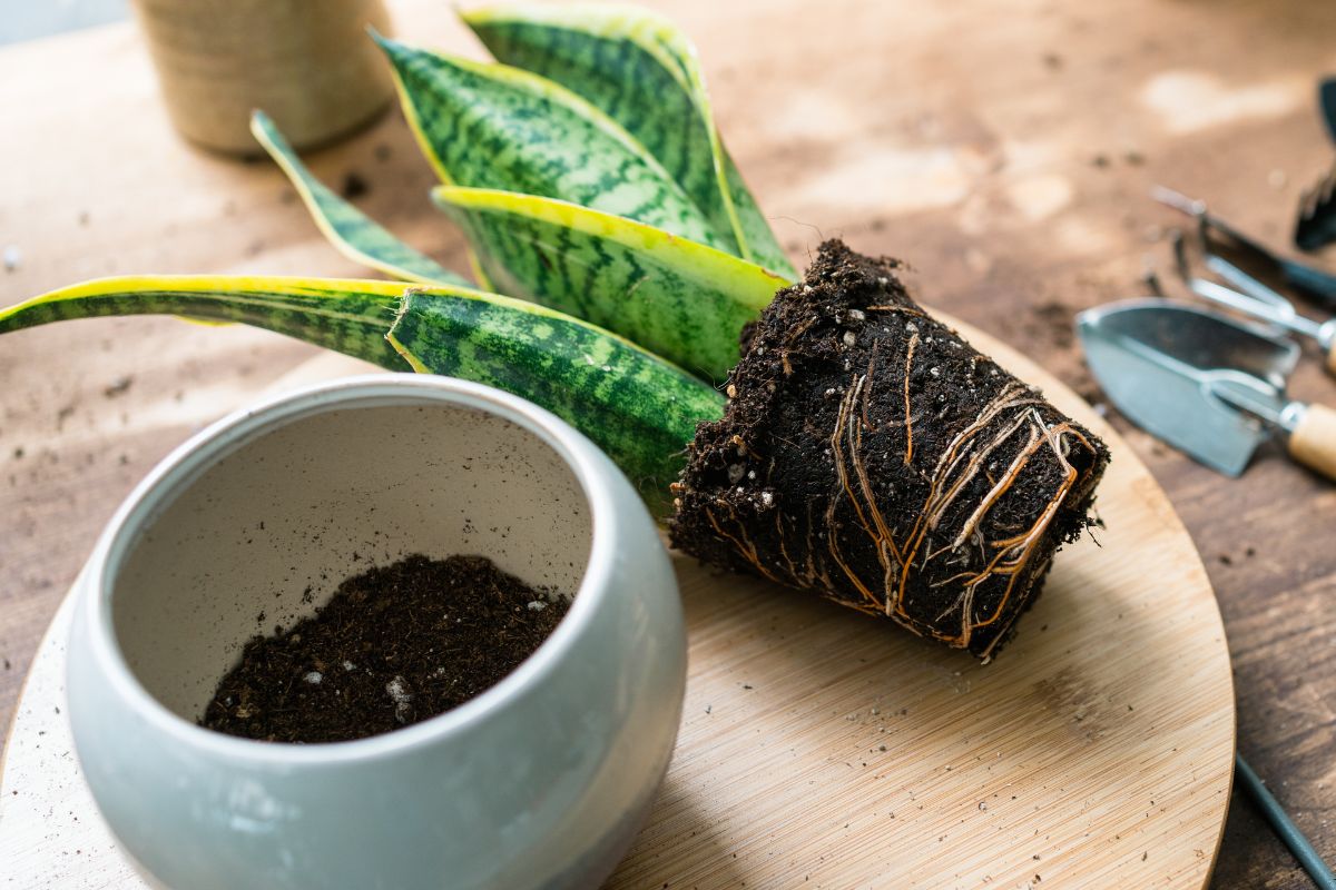 How to Plant, Grow, and Care for Snake Plants – thegrowingleaf