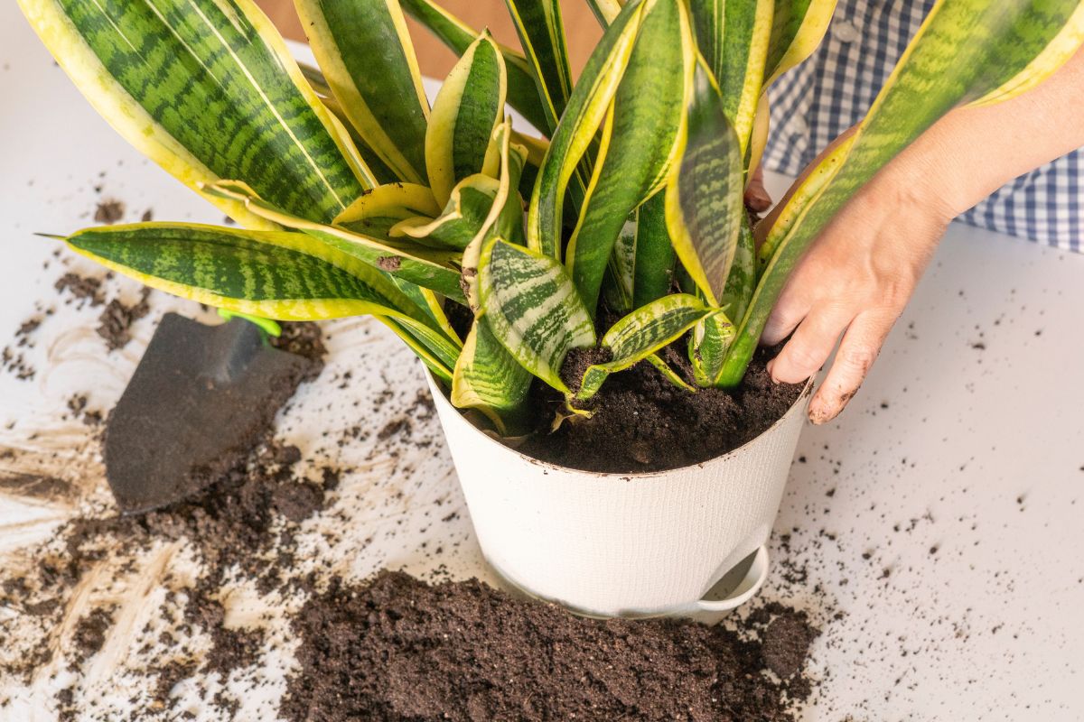 How to Plant, Grow, and Care for Snake Plants – TheGrowingLeaf