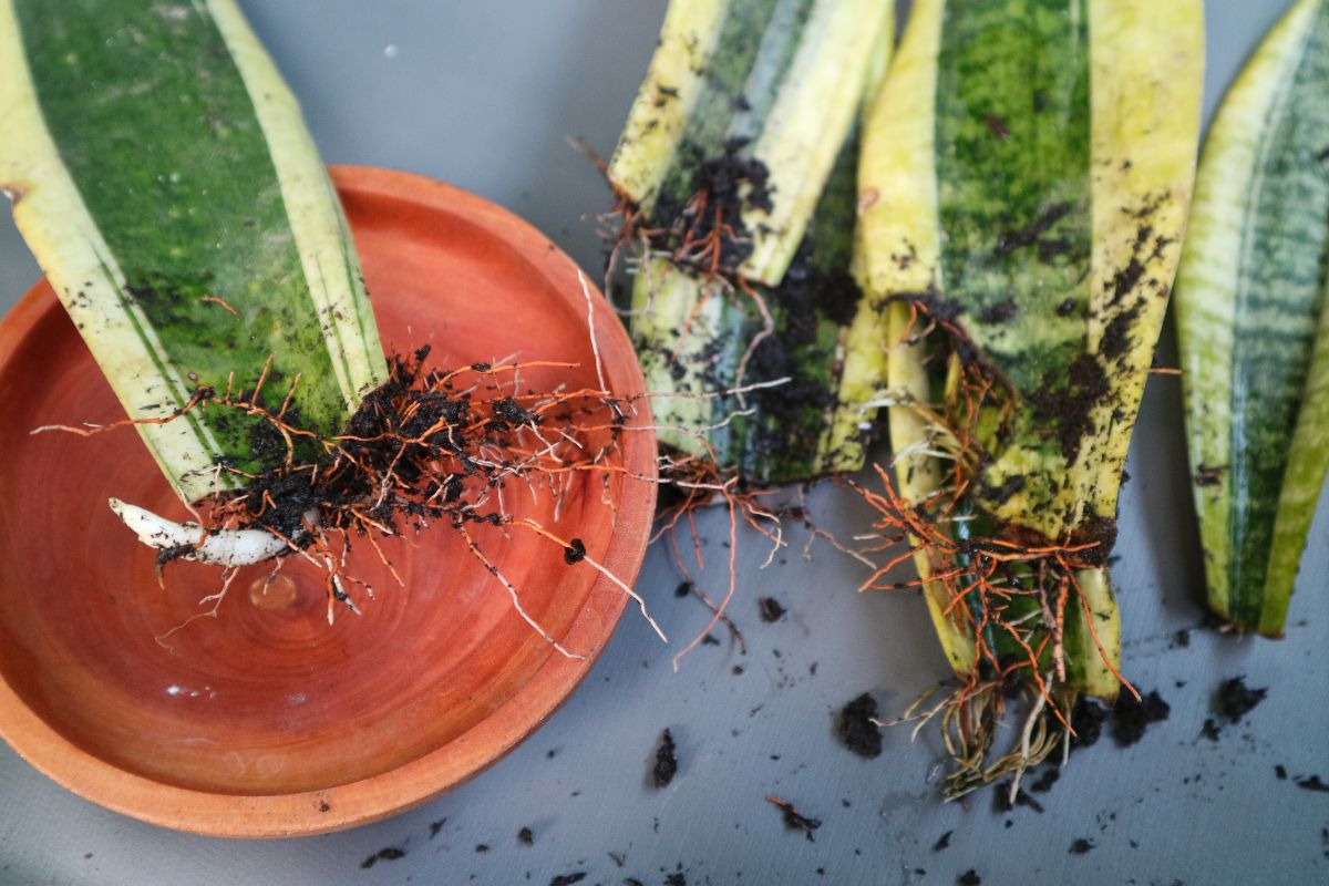 How to Plant, Grow, and Care for Snake Plants – TheGrowingLeaf