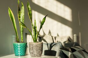 How to Plant, Grow, and Care for Snake Plants – TheGrowingLeaf
