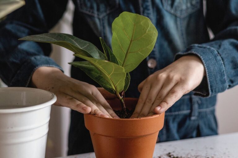 How to Propagate Fiddle Leaf Figs (Using 3 Methods) – thegrowingleaf
