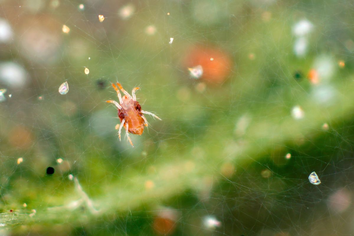Identifying Spider Mites on Houseplants, & How to Treat Them ...