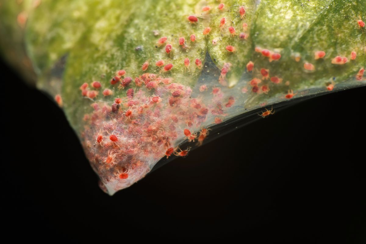 Identifying Spider Mites on Houseplants, & How to Treat Them ...
