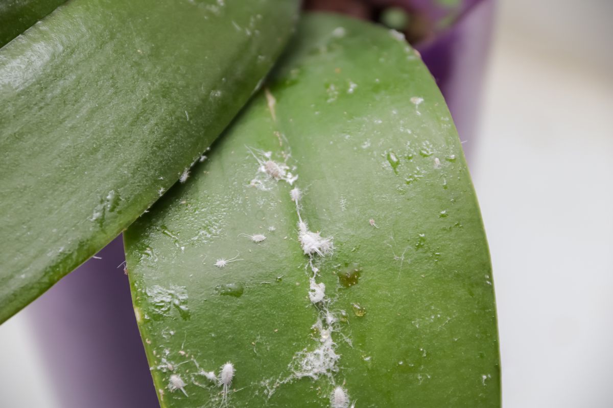 Identifying Mealybugs on Houseplants, & How to Treat Them – TheGrowingLeaf