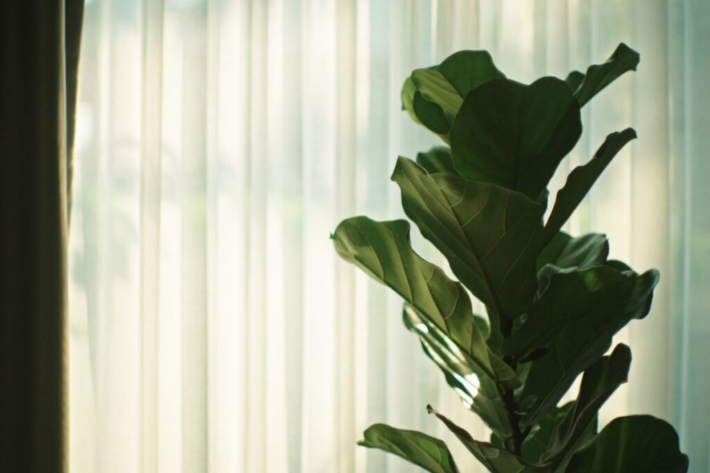 Light Requirements for Fiddle Leaf Figs Explained – TheGrowingLeaf