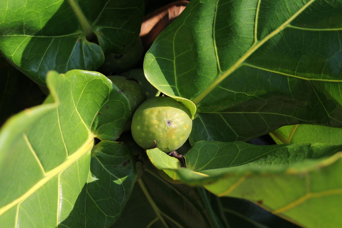 Fiddle Leaf Figs Flowers and Fruits: Indoor Guide – TheGrowingLeaf