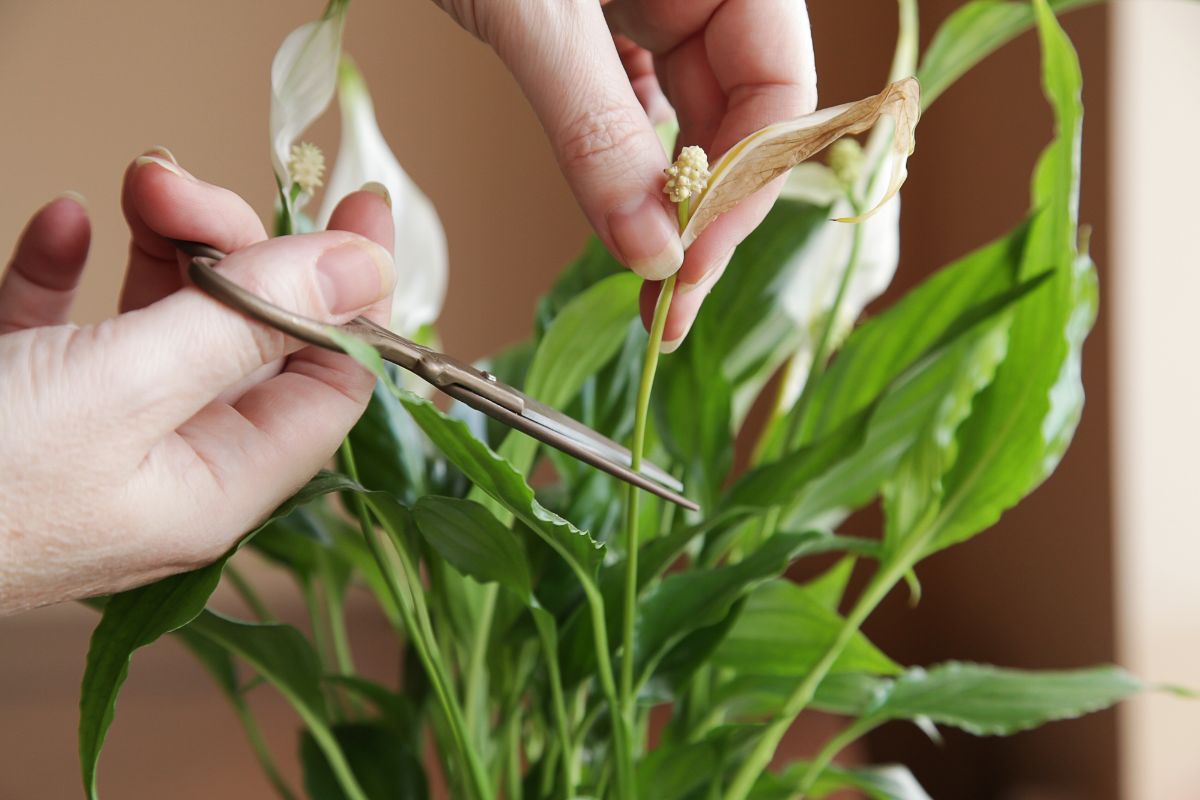 How to Plant, Grow, and Care for Peace Lilies – TheGrowingLeaf