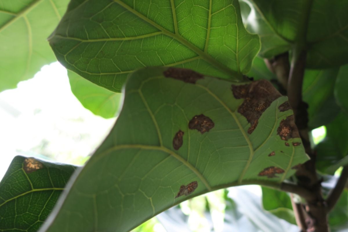 Holes or Cracks on Fiddle Leaf Fig Leaves: Causes & Fixes – TheGrowingLeaf