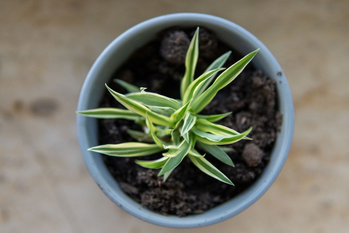 How to Plant, Grow, and Care for Spider Plants – TheGrowingLeaf