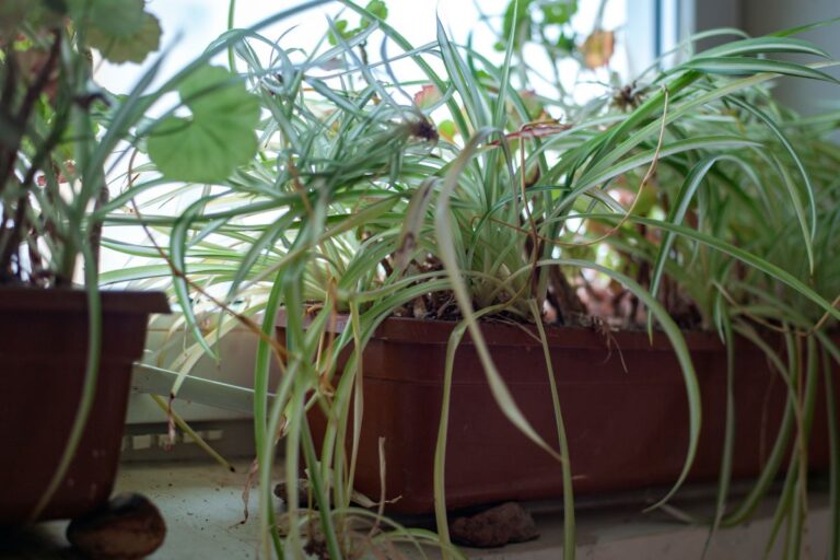 How to Plant, Grow, and Care for Spider Plants – TheGrowingLeaf
