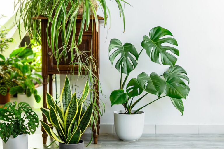 How to Plant, Grow, and Care for Spider Plants – TheGrowingLeaf