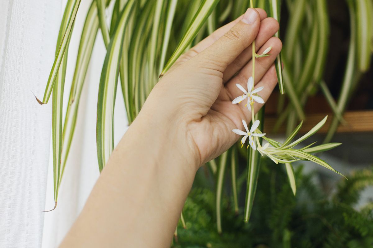How to Plant, Grow, and Care for Spider Plants – TheGrowingLeaf