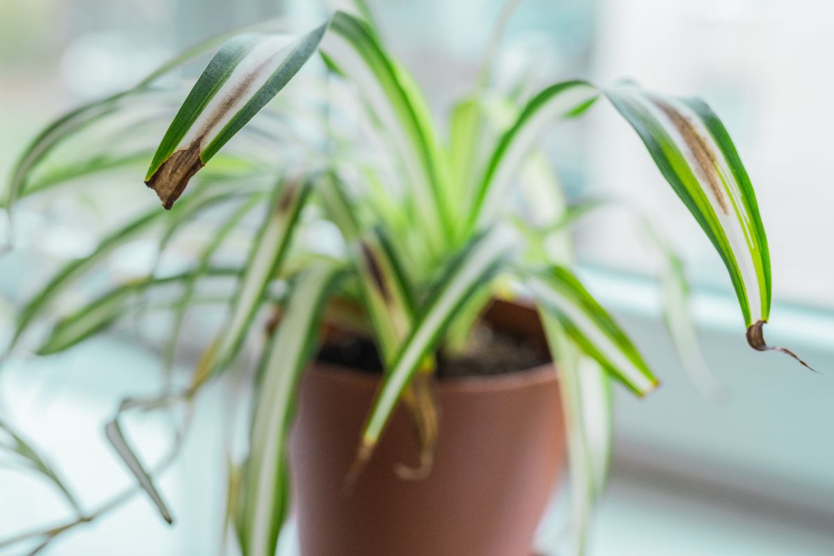 How to Plant, Grow, and Care for Spider Plants – TheGrowingLeaf