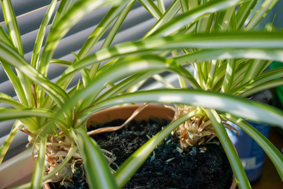 How to Plant, Grow, and Care for Spider Plants – TheGrowingLeaf