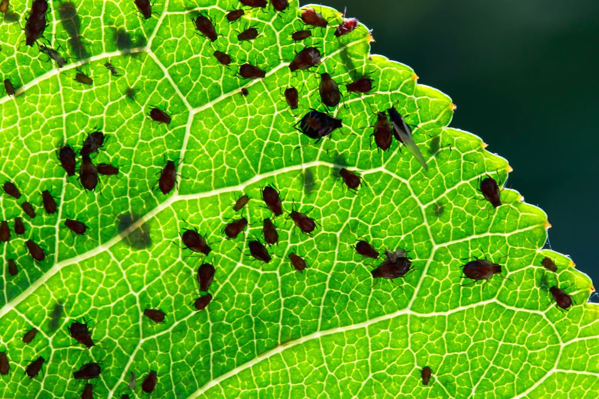 Aphid Identification & Control on Houseplants – TheGrowingLeaf