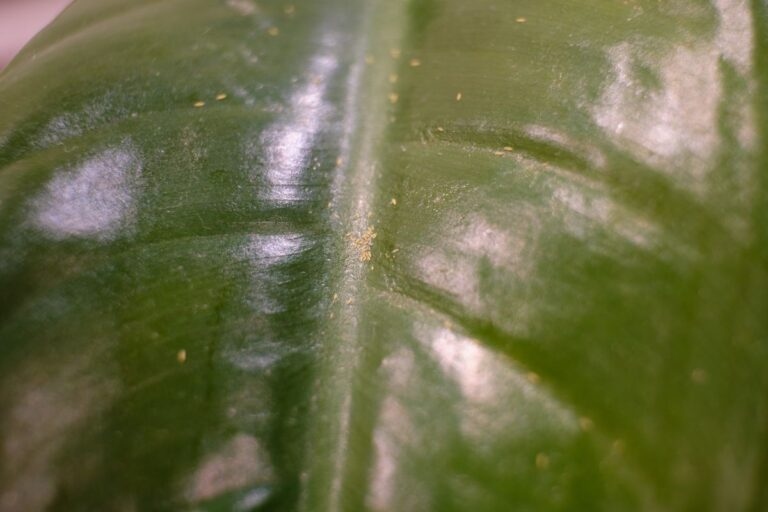 Aphid Identification & Control on Houseplants – TheGrowingLeaf