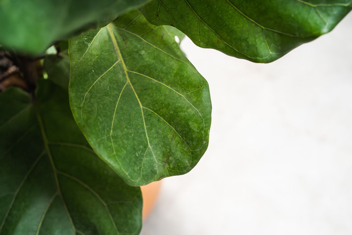7 Common Pests Affecting Fiddle Leaf Figs: Signs & Treatment ...