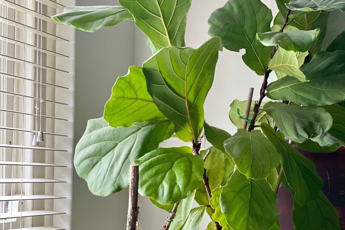 Humidity Requirements for Fiddle Leaf Figs Explained – TheGrowingLeaf