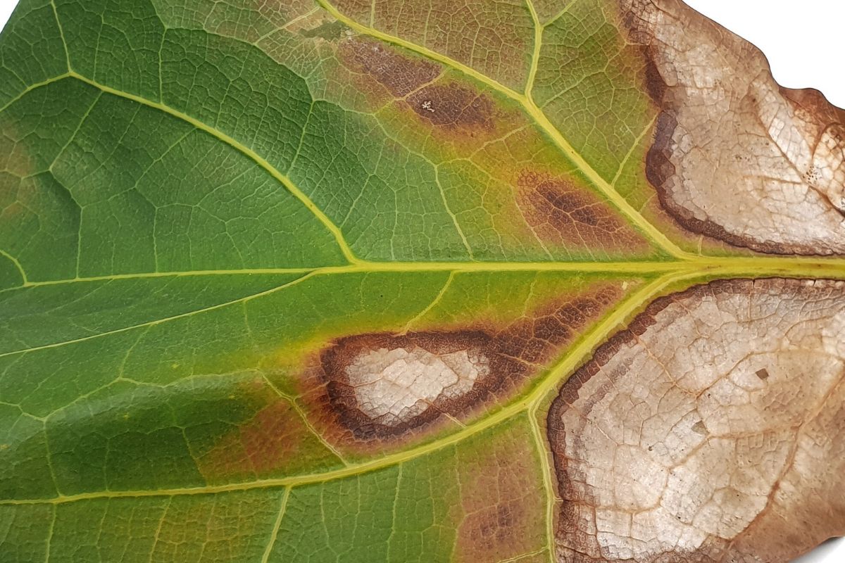 White Patches or Fluff on Fiddle Leaf Figs: Causes & Fixes – TheGrowingLeaf