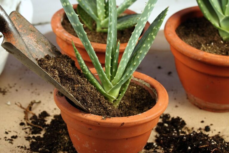How to Plant, Grow, and Care for Aloe Vera – TheGrowingLeaf