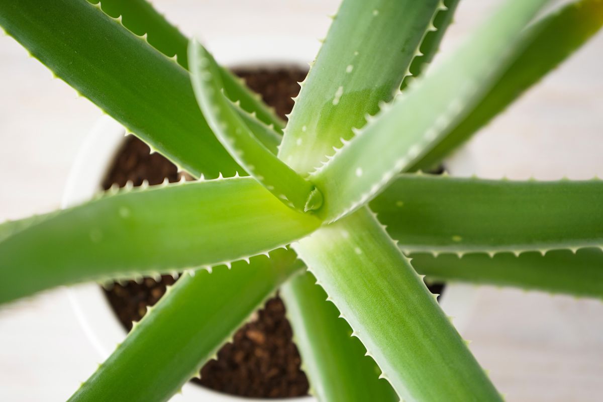 How to Plant, Grow, and Care for Aloe Vera – TheGrowingLeaf